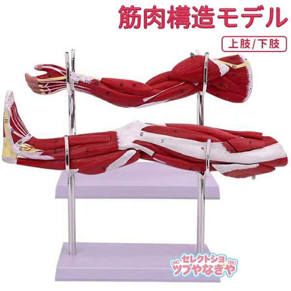 商品説明 このモデルは肩付き左腕の表層筋と深層筋を再現し、上肢筋三角筋上腕三頭筋上腕筋円回内筋浅指屈筋腕神経叢腋窩動脈の7つの分解可能な部品で構成されています。精密に再現された筋肉腱血管神経骨の構造から、上肢帯筋上腕筋前腕筋（前群後群）手筋...