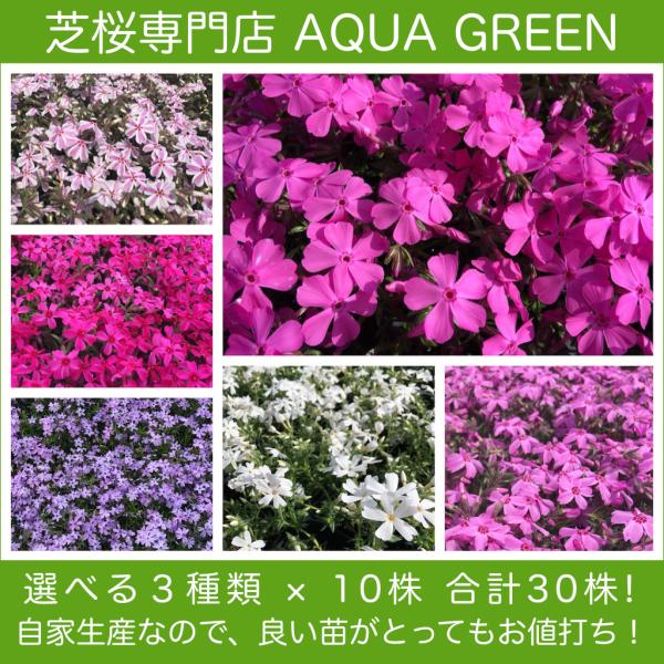 ※ 1月22日現在の当店の芝桜の状態です。寒さで紅葉して葉の色が黄色（茶色）っぽいです（枯れているわけではないのでご安心ください）お好きな芝桜をお得なパックにして、お求めやすい価格にてご提供！しかも送料無料！（沖縄県 離島は別途必要です）当...