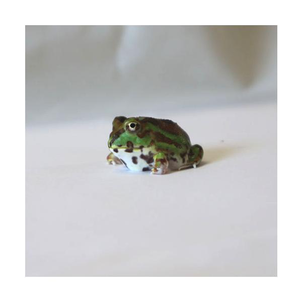 ずんぐりむっくりのコロコロした体型と大きな目、体色が何とも言えないカエルです。エサは、メダカorコオロギを食べています。パネルヒーターをケージの下に敷いて飼育しています。2025年9月26日入荷サイズ：約３cm前後【生体のご注文についてご確...