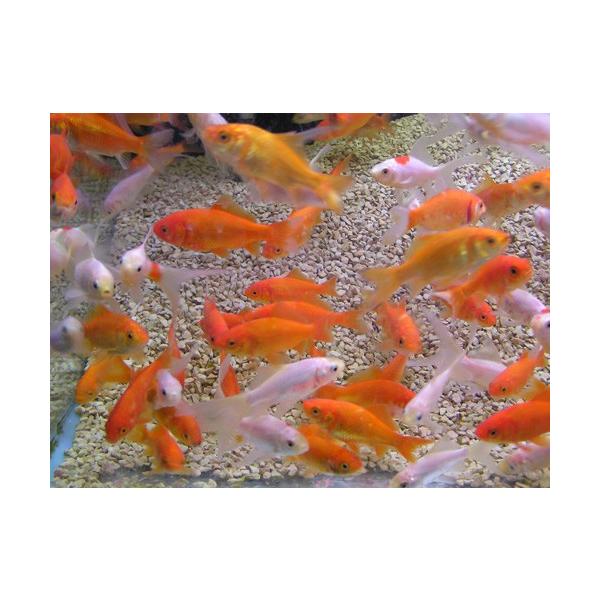 サイズ：5〜7cm（時期により大きさが上下する場合がございます。）産地：埼玉産・こちらの生体は極力お安い価格でご提供する為、当方でのトリートメントは最低限しか行っておりません。ペットとしての飼育はお勧めいたしません。飼育目的のご購入のお客様...