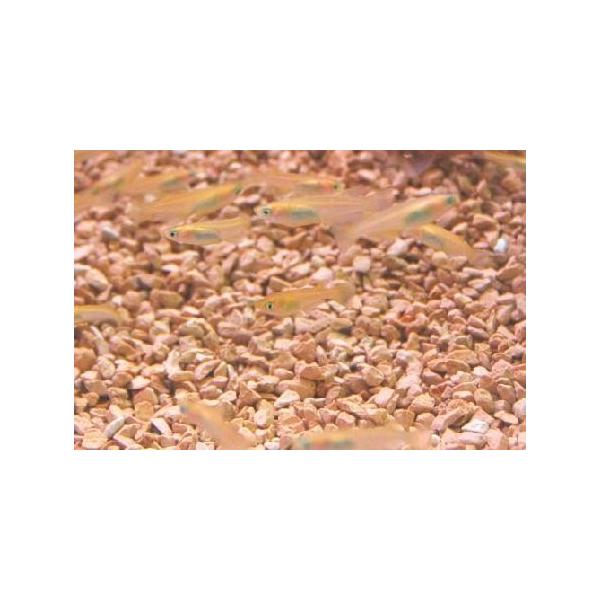 肉食性の生き物にあげる生きたメダカになります。あくまでエサ用ですので観賞目的での飼育はオススメ致しません。時期や産地によって個体サイズや体色に違いがあります。ご了承下さい。個体サイズ約：2〜3ｃｍ　　魚類発送のご注意申し訳ありませんが、死着...