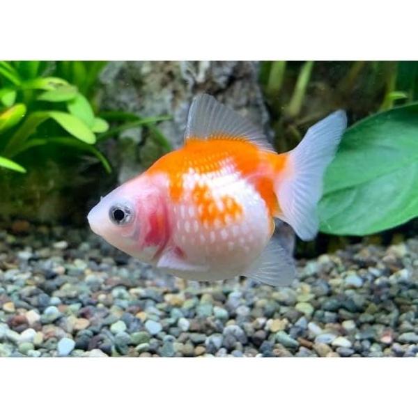 オレンジ単色の仔や、更紗模様、白ベースなど様々な模様がいます。環境に慣れてきたら、他の金魚と飼育ができ、琉金や丹頂、オランダ、ランチュウなどとの混泳もできます。（大きさや、相性を観察してください）　　　飼育状況・飼育水槽：45cm水槽・ろ過...