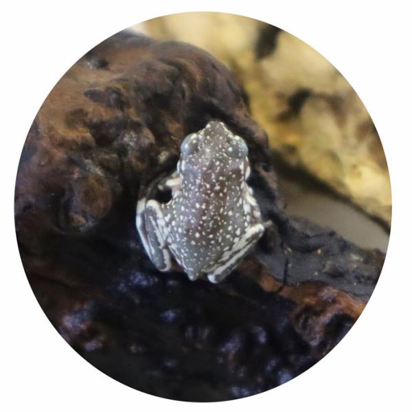 イエアメガエル スーパースノーフレーク は体に白い斑点模様を持つ特徴のモルフとなっております。学名：Litoria caerulea分布：オーストラリア北東部、ニューギニア南部体長：70mm〜110mm寿命：15〜20年食性：動物食性、昆虫...