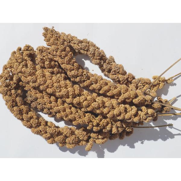 無農薬 粟の穂が入荷いたしました。小鳥達が喜んで食べる自然の粟の穂です。国産無農薬のため、安心安全です。しっかりと穂先に実が付いていて、食べ応えがあります。文鳥・十姉妹・セキセイインコ・中型インコ・カナリヤなどの小鳥やハムスター、リス等の小...