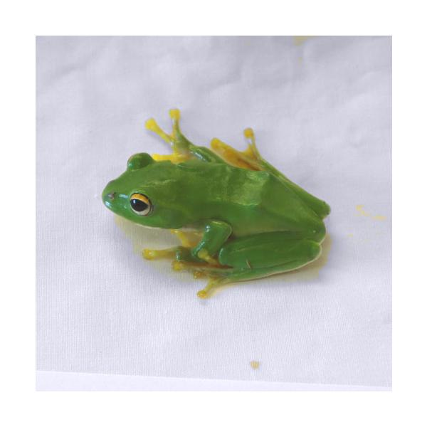 背面は黄緑色だが、環境によってある程度体色を変化させることができるカエルです。樹上性のカエルです。樹上性なので、高さのあるケージを使用しています。床材、水入れ、流木などをケージに入れます。当店で与えている餌は、ヨーロッパイエコオロギのSサイ...