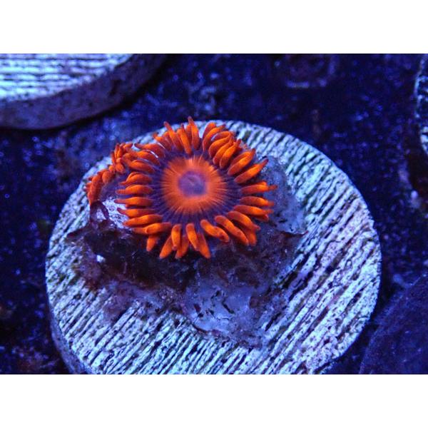 メーカー：Aqua Tailors アクアテイラーズこちらの商品は「生体」です。送料と別途に生体梱包料500円を頂戴しております。必ずご購入前にお支払いについて内の「手数料について」および返品、交換、保証について内の「商品の保証について」を...