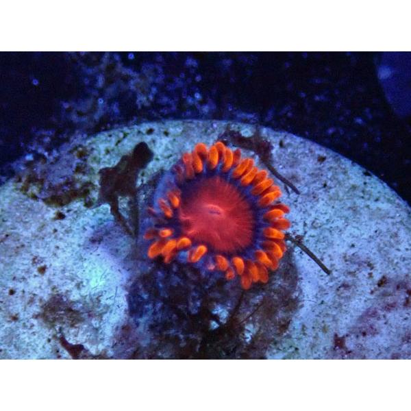 メーカー：Aqua Tailors アクアテイラーズこちらの商品は「生体」です。送料と別途に生体梱包料500円を頂戴しております。必ずご購入前にお支払いについて内の「手数料について」および返品、交換、保証について内の「商品の保証について」を...