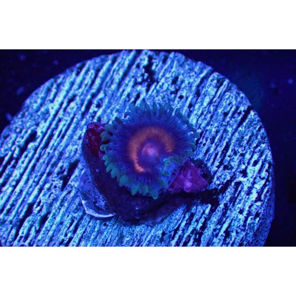 メーカー：Aqua Tailors アクアテイラーズこちらの商品は「生体」です。送料と別途に生体梱包料500円を頂戴しております。必ずご購入前にお支払いについて内の「手数料について」および返品、交換、保証について内の「商品の保証について」を...