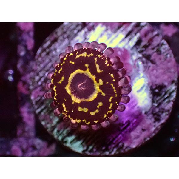 メーカー：Aqua Tailors アクアテイラーズこちらの商品は「生体」です。送料と別途に生体梱包料500円を頂戴しております。必ずご購入前にお支払いについて内の「手数料について」および返品、交換、保証について内の「商品の保証について」を...