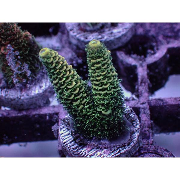 こちらの商品は「生体」です。送料と別途に生体梱包料500円を頂戴しております。必ずご購入前にお支払いについて内の「手数料について」および返品、交換、保証について内の「商品の保証について」をご確認の上、ご注文ください。