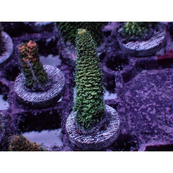 こちらの商品は「生体」です。送料と別途に生体梱包料500円を頂戴しております。必ずご購入前にお支払いについて内の「手数料について」および返品、交換、保証について内の「商品の保証について」をご確認の上、ご注文ください。