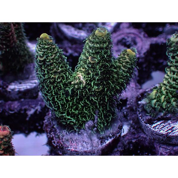 こちらの商品は「生体」です。送料と別途に生体梱包料500円を頂戴しております。必ずご購入前にお支払いについて内の「手数料について」および返品、交換、保証について内の「商品の保証について」をご確認の上、ご注文ください。