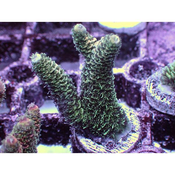 こちらの商品は「生体」です。送料と別途に生体梱包料500円を頂戴しております。必ずご購入前にお支払いについて内の「手数料について」および返品、交換、保証について内の「商品の保証について」をご確認の上、ご注文ください。