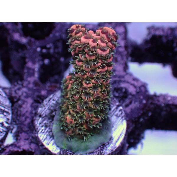 こちらの商品は「生体」です。送料と別途に生体梱包料500円を頂戴しております。必ずご購入前にお支払いについて内の「手数料について」および返品、交換、保証について内の「商品の保証について」をご確認の上、ご注文ください。