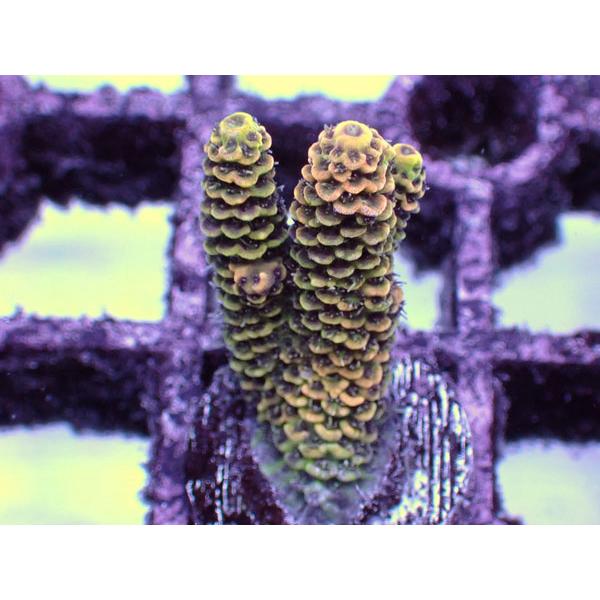 こちらの商品は「生体」です。送料と別途に生体梱包料500円を頂戴しております。必ずご購入前にお支払いについて内の「手数料について」および返品、交換、保証について内の「商品の保証について」をご確認の上、ご注文ください。