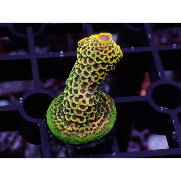 こちらの商品は「生体」です。送料と別途に生体梱包料500円を頂戴しております。必ずご購入前にお支払いについて内の「手数料について」および返品、交換、保証について内の「商品の保証について」をご確認の上、ご注文ください。