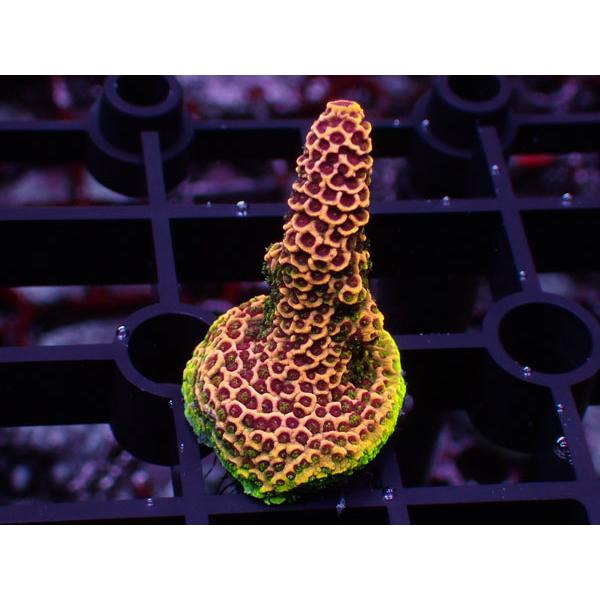 こちらの商品は「生体」です。送料と別途に生体梱包料500円を頂戴しております。必ずご購入前にお支払いについて内の「手数料について」および返品、交換、保証について内の「商品の保証について」をご確認の上、ご注文ください。