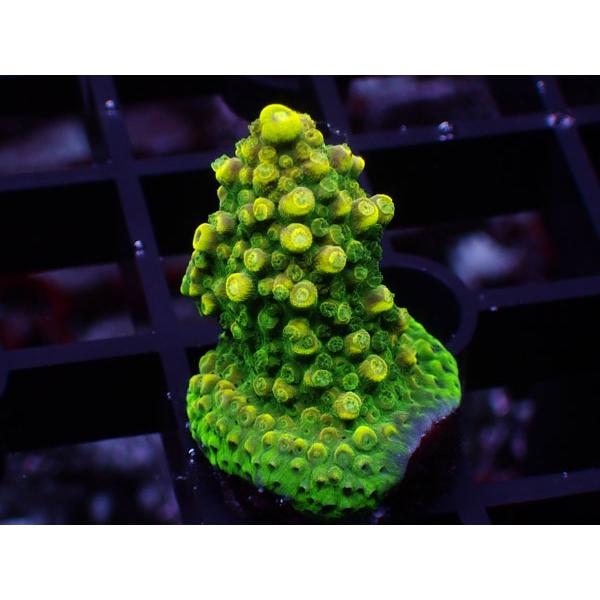 こちらの商品は「生体」です。送料と別途に生体梱包料500円を頂戴しております。必ずご購入前にお支払いについて内の「手数料について」および返品、交換、保証について内の「商品の保証について」をご確認の上、ご注文ください。