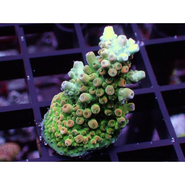 こちらの商品は「生体」です。送料と別途に生体梱包料500円を頂戴しております。必ずご購入前にお支払いについて内の「手数料について」および返品、交換、保証について内の「商品の保証について」をご確認の上、ご注文ください。