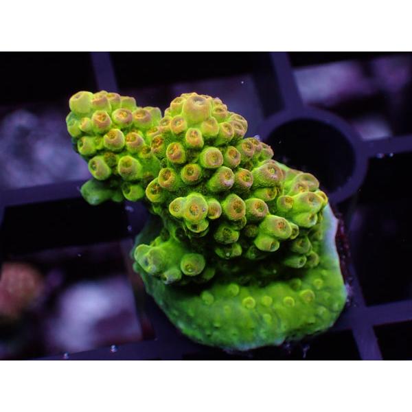 こちらの商品は「生体」です。送料と別途に生体梱包料500円を頂戴しております。必ずご購入前にお支払いについて内の「手数料について」および返品、交換、保証について内の「商品の保証について」をご確認の上、ご注文ください。