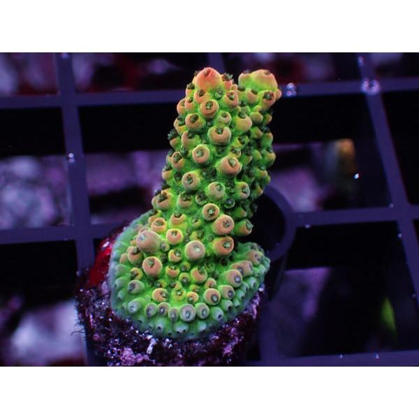 こちらの商品は「生体」です。送料と別途に生体梱包料500円を頂戴しております。必ずご購入前にお支払いについて内の「手数料について」および返品、交換、保証について内の「商品の保証について」をご確認の上、ご注文ください。