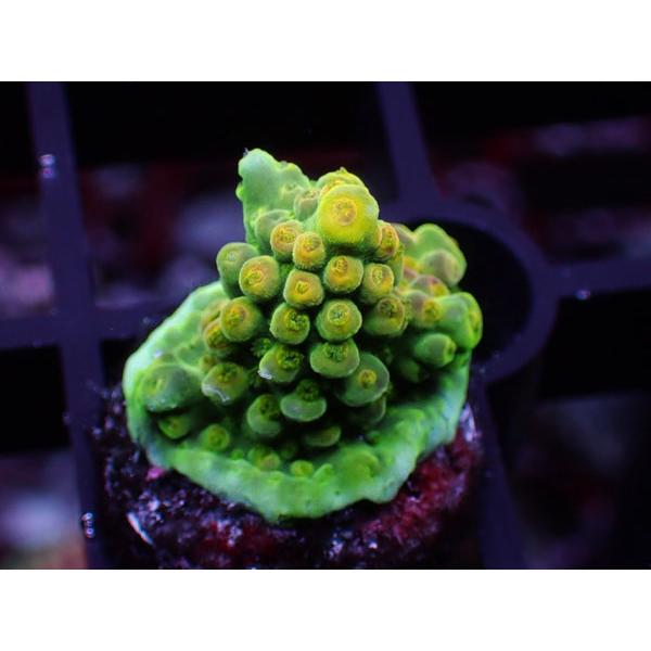 こちらの商品は「生体」です。送料と別途に生体梱包料500円を頂戴しております。必ずご購入前にお支払いについて内の「手数料について」および返品、交換、保証について内の「商品の保証について」をご確認の上、ご注文ください。