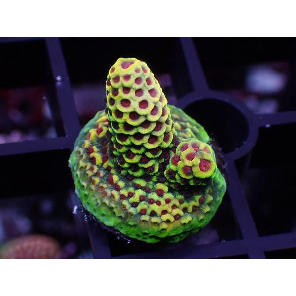 こちらの商品は「生体」です。送料と別途に生体梱包料500円を頂戴しております。必ずご購入前にお支払いについて内の「手数料について」および返品、交換、保証について内の「商品の保証について」をご確認の上、ご注文ください。