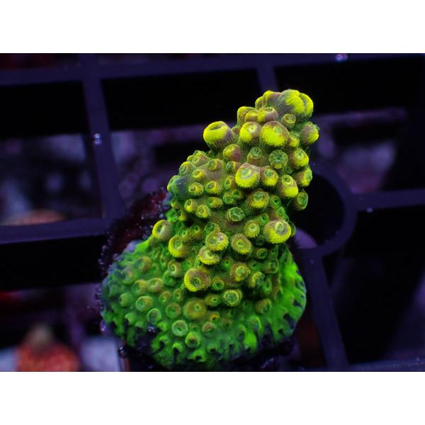 こちらの商品は「生体」です。送料と別途に生体梱包料500円を頂戴しております。必ずご購入前にお支払いについて内の「手数料について」および返品、交換、保証について内の「商品の保証について」をご確認の上、ご注文ください。