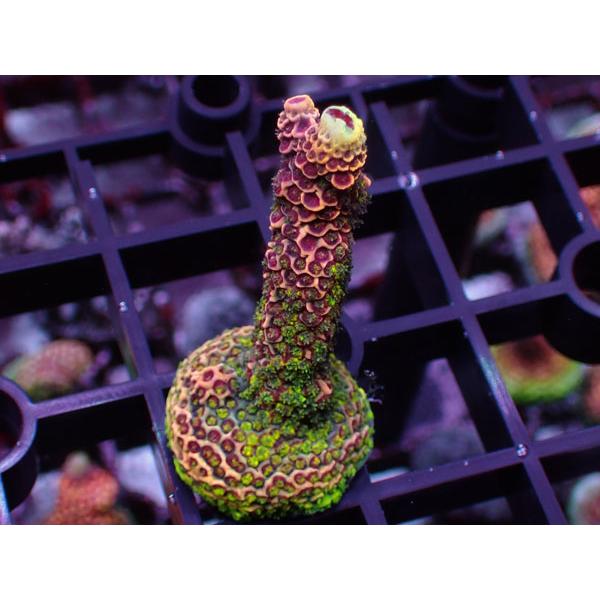 こちらの商品は「生体」です。送料と別途に生体梱包料500円を頂戴しております。必ずご購入前にお支払いについて内の「手数料について」および返品、交換、保証について内の「商品の保証について」をご確認の上、ご注文ください。