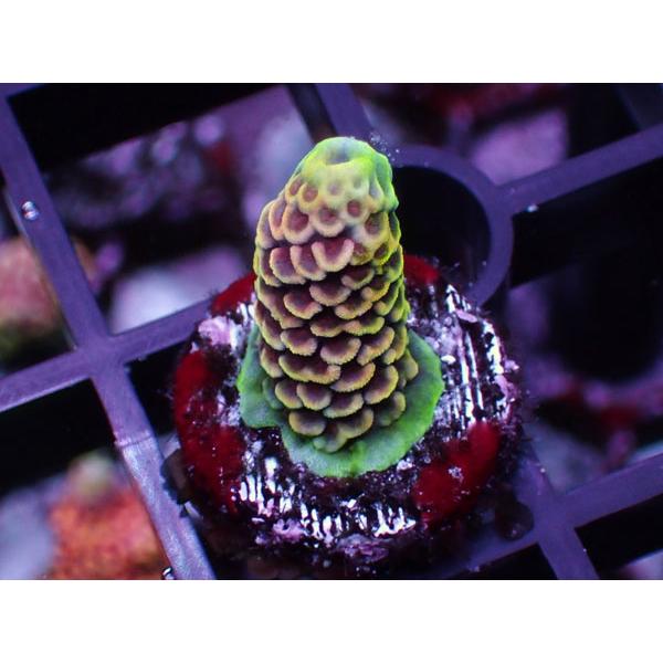 こちらの商品は「生体」です。送料と別途に生体梱包料500円を頂戴しております。必ずご購入前にお支払いについて内の「手数料について」および返品、交換、保証について内の「商品の保証について」をご確認の上、ご注文ください。