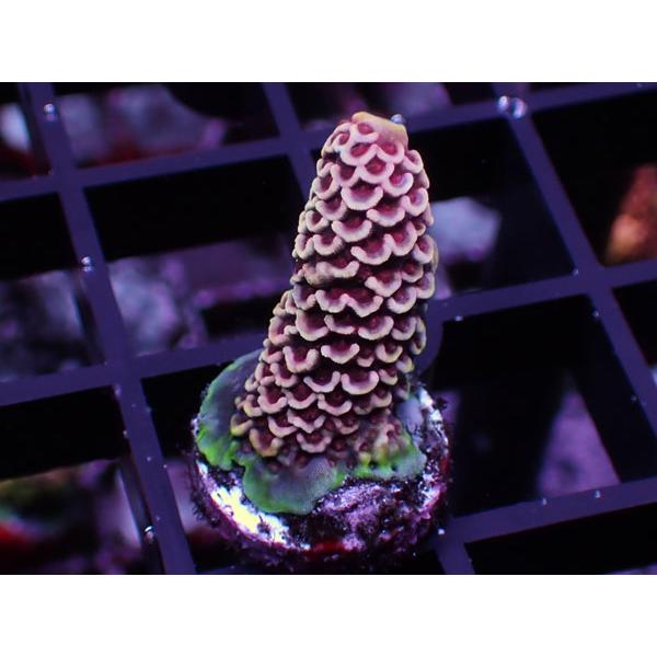 こちらの商品は「生体」です。送料と別途に生体梱包料500円を頂戴しております。必ずご購入前にお支払いについて内の「手数料について」および返品、交換、保証について内の「商品の保証について」をご確認の上、ご注文ください。