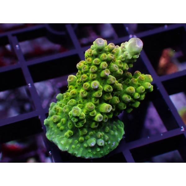 こちらの商品は「生体」です。送料と別途に生体梱包料500円を頂戴しております。必ずご購入前にお支払いについて内の「手数料について」および返品、交換、保証について内の「商品の保証について」をご確認の上、ご注文ください。