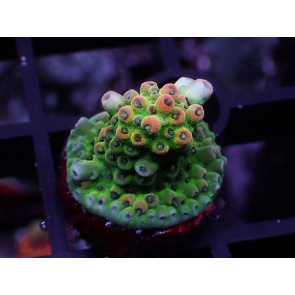 こちらの商品は「生体」です。送料と別途に生体梱包料500円を頂戴しております。必ずご購入前にお支払いについて内の「手数料について」および返品、交換、保証について内の「商品の保証について」をご確認の上、ご注文ください。