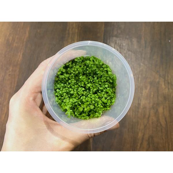 こちらの商品は「生体」です。送料と別途に生体梱包料500円を頂戴しております。必ずご購入前にお支払いについて内の「手数料について」および返品、交換、保証について内の「商品の保証について」をご確認の上、ご注文ください。