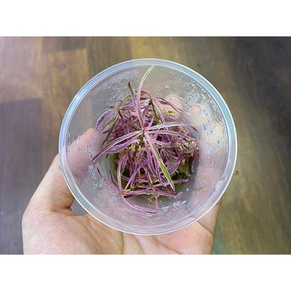 こちらの商品は「生体」です。送料と別途に生体梱包料500円を頂戴しております。必ずご購入前にお支払いについて内の「手数料について」および返品、交換、保証について内の「商品の保証について」をご確認の上、ご注文ください。