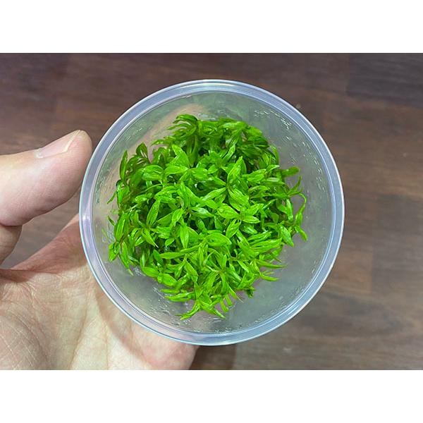 こちらの商品は「生体」です。送料と別途に生体梱包料500円を頂戴しております。必ずご購入前にお支払いについて内の「手数料について」および返品、交換、保証について内の「商品の保証について」をご確認の上、ご注文ください。