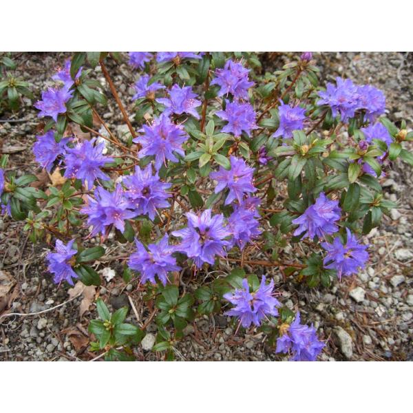 地植えのため出荷できる期間は５月、１１月となります。ですので、出荷時期以外は予約となります。ご了承おねがいします。春はこちらが忙しいため連絡が遅くなったり、樹木自体も越冬で痛んでいることがあるため秋の出荷をおすすめします。箱のサイズが決まっ...