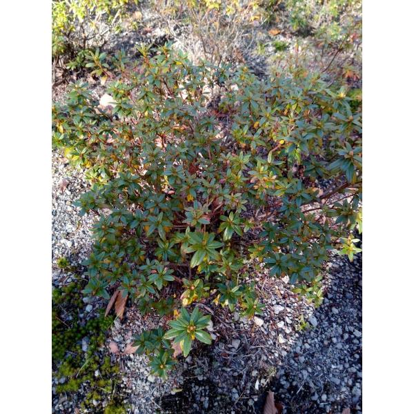 地植えのため出荷できる期間は５月、１１月となります。ですので、出荷時期以外は予約となります。ご了承おねがいします。春はこちらが忙しいため連絡が遅くなったり、樹木自体も越冬で痛んでいることがあるため秋の出荷をおすすめします。箱のサイズが決まっ...