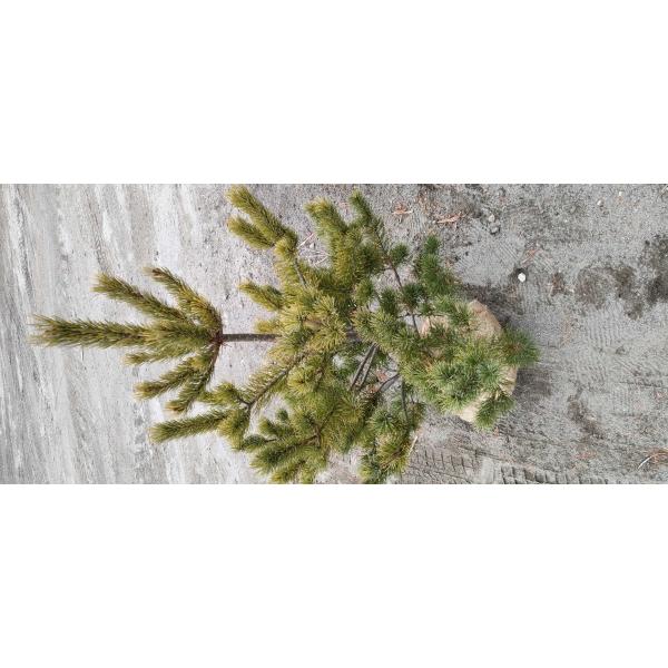 地植えのため出荷できる期間は５月、１１月となります。ですので、出荷時期以外は予約となります。ご了承おねがいします。春はこちらが忙しいため連絡が遅くなったり、樹木自体も越冬で痛んでいることがあるため秋の出荷をおすすめします。箱のサイズが決まっ...