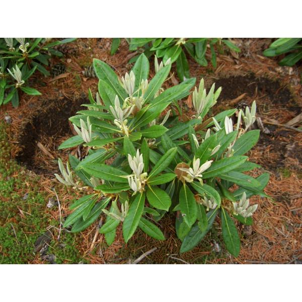 地植えのため出荷できる期間は５月、１１月となります。ですので、出荷時期以外は予約となります。ご了承おねがいします。春はこちらが忙しいため連絡が遅くなったり、樹木自体も越冬で痛んでいることがあるため秋の出荷をおすすめします。箱のサイズが決まっ...