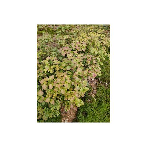 地植えのため出荷できる期間は５月、１１月となります。ですので、出荷時期以外は予約となります。ご了承おねがいします。春はこちらが忙しいため連絡が遅くなったり、樹木自体も越冬で痛んでいることがあるため秋の出荷をおすすめします。箱のサイズが決まっ...