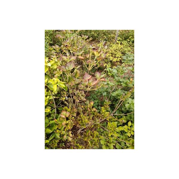 地植えのため出荷できる期間は５月、１１月となります。ですので、出荷時期以外は予約となります。ご了承おねがいします。春はこちらが忙しいため連絡が遅くなったり、樹木自体も越冬で痛んでいることがあるため秋の出荷をおすすめします。箱のサイズが決まっ...