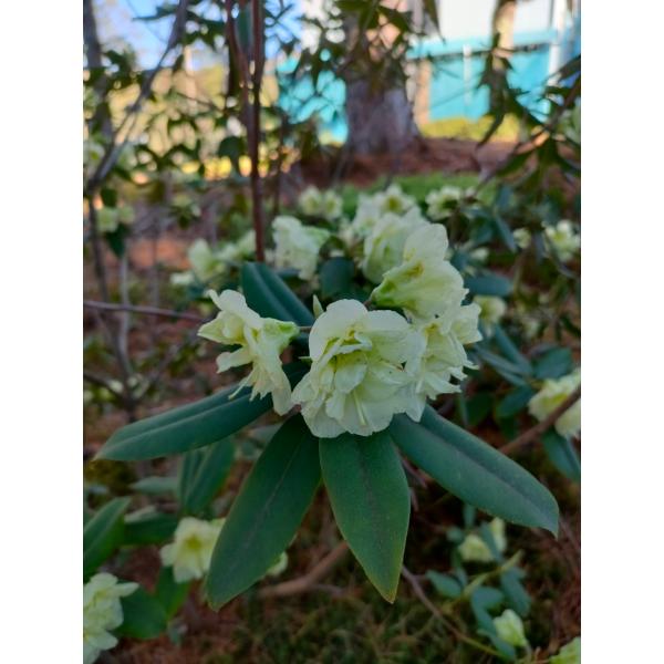 地植えのため出荷できる期間は５月、１１月となります。ですので、出荷時期以外は予約となります。ご了承おねがいします。春はこちらが忙しいため連絡が遅くなったり、樹木自体も越冬で痛んでいることがあるため秋の出荷をおすすめします。箱のサイズが決まっ...