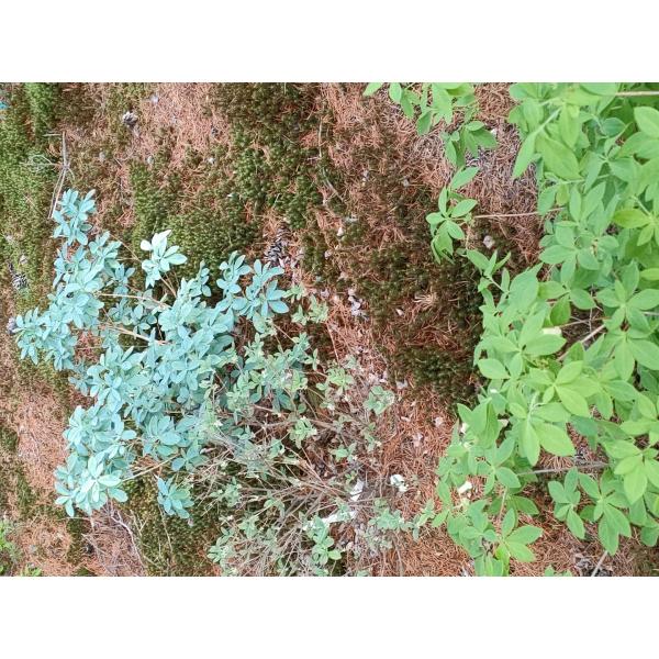 地植えのため出荷できる期間は５月、１１月となります。ですので、出荷時期以外は予約となります。ご了承おねがいします。春はこちらが忙しいため連絡が遅くなったり、樹木自体も越冬で痛んでいることがあるため秋の出荷をおすすめします。箱のサイズが決まっ...