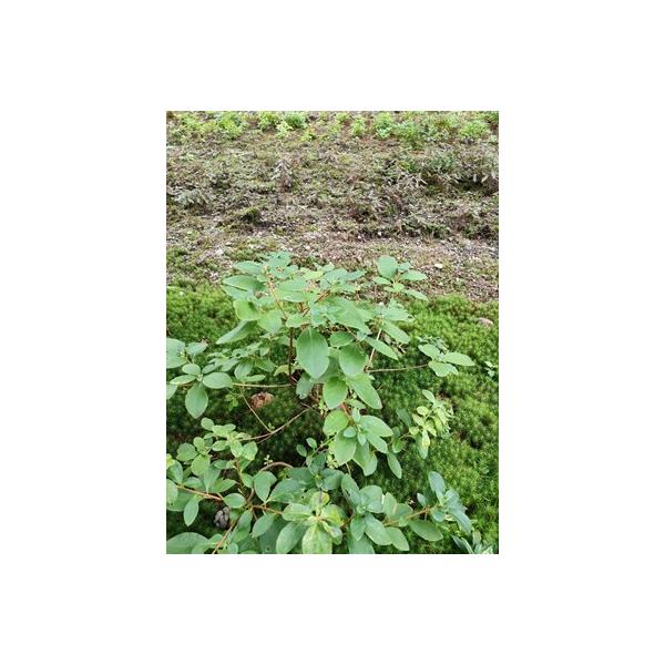 地植えのため出荷できる期間は５月、１１月となります。ですので、出荷時期以外は予約となります。ご了承おねがいします。春はこちらが忙しいため連絡が遅くなったり、樹木自体も越冬で痛んでいることがあるため秋の出荷をおすすめします。箱のサイズが決まっ...