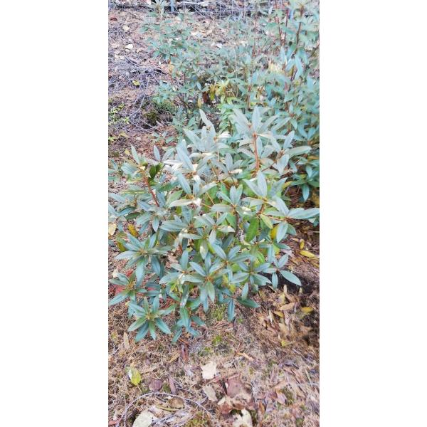 地植えのため出荷できる期間は５月、１１月となります。ですので、出荷時期以外は予約となります。ご了承おねがいします。春はこちらが忙しいため連絡が遅くなったり、樹木自体も越冬で痛んでいることがあるため秋の出荷をおすすめします。箱のサイズが決まっ...