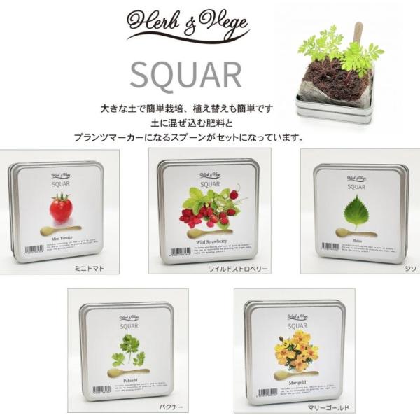 大きな土で簡単栽培、植替えも簡単です！場所を取らず簡単に育てられる栽培キットです。キッチンなどで育ててお料理に使ったりできます！土は圧縮乾燥されてますので水分で膨らませて種を蒔くだけです。缶の中で最後まで栽培を楽しめます。土に混ぜ込む肥料と...