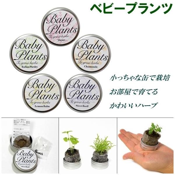 【商品紹介】手のひらにすっぽり入るとっても小さなハーブの栽培セット！ノベルティにもぴったりです。種と説明書・土が入ってます。土は圧縮乾燥されてますので水分で膨らませて種を蒔くだけです。缶の中で栽培を楽しめますので場所も取らず簡単です。人気の...