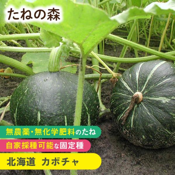 ウリ科　約12粒入蒔き時：3月下旬〜5月収　穫：7月〜9月甘み豊かでホクホクとした食感。1.5kg〜2kgほどの緑色のカボチャ。貯蔵にも向きます。2026年2月 発芽率 90%以上採種地 青森県有効期限：発芽検定月より１年