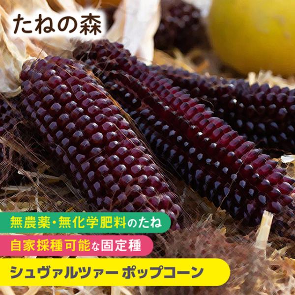 イネ科　約50粒入蒔き時：4月〜7月収　穫：7月〜10月ルーマニアの伝統品種で、黒粒のポップコーンはやや小粒ながら非常に美味。バイオダイナミック農法で栽培・採種された種子2025年10月 発芽率 90%以上採種地 フランス有効期限：発芽検定...